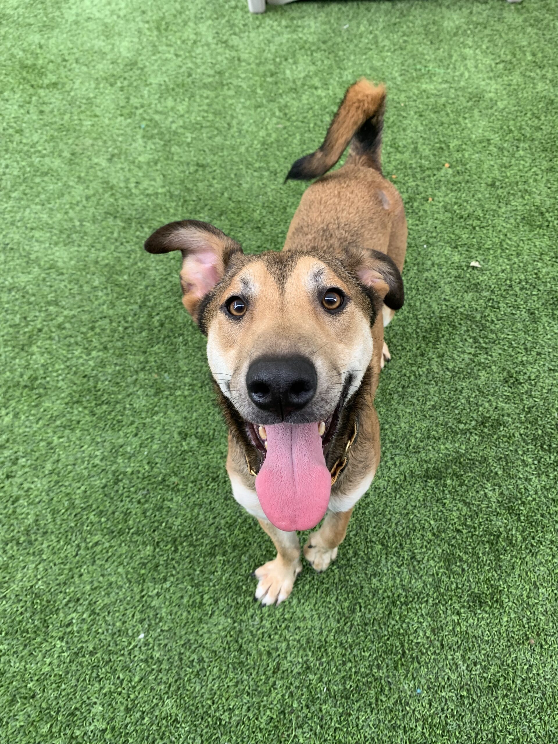 Lilo – PAWS of Coronado