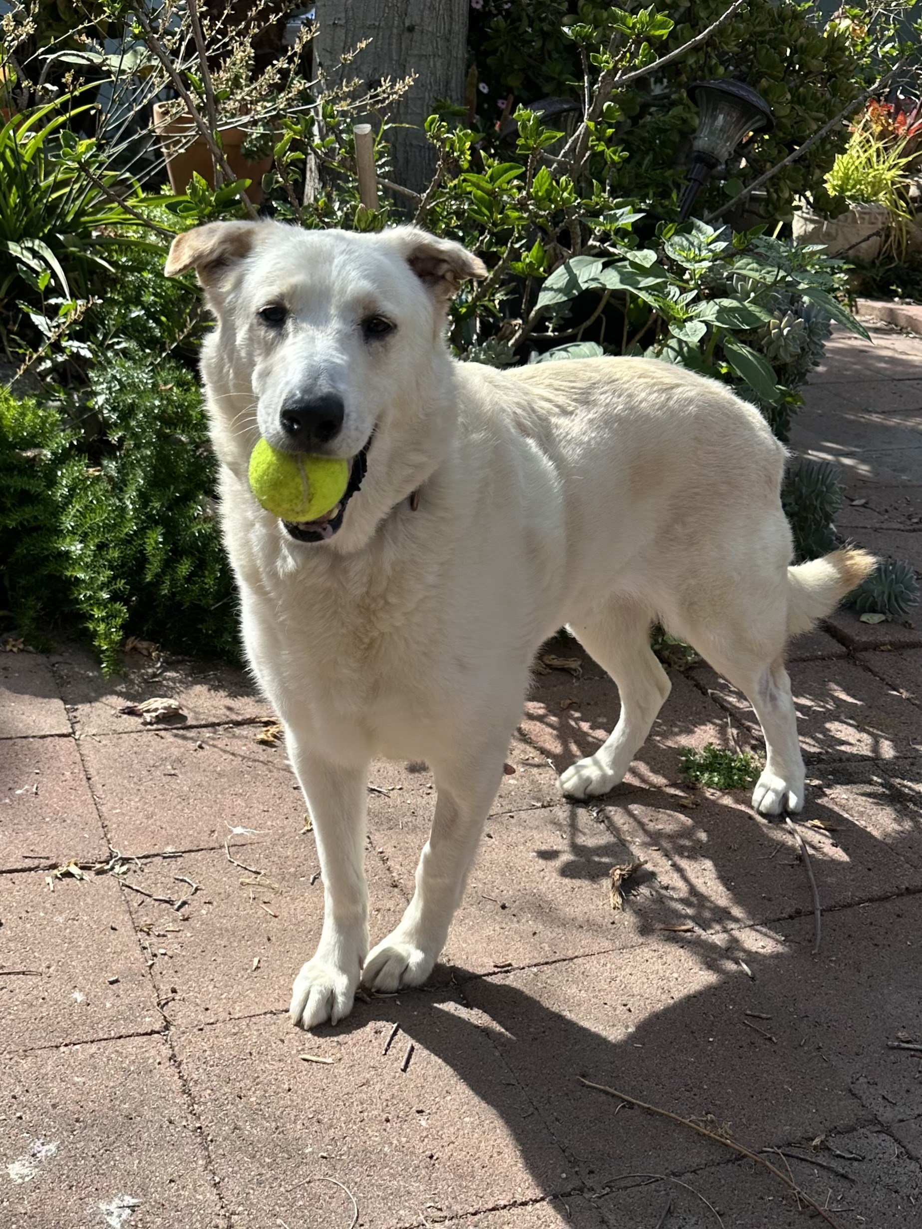 Colby Jack – PAWS of Coronado