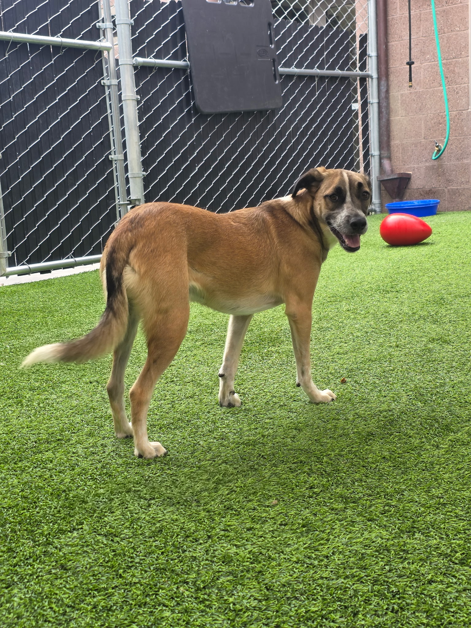 Arlo – PAWS of Coronado