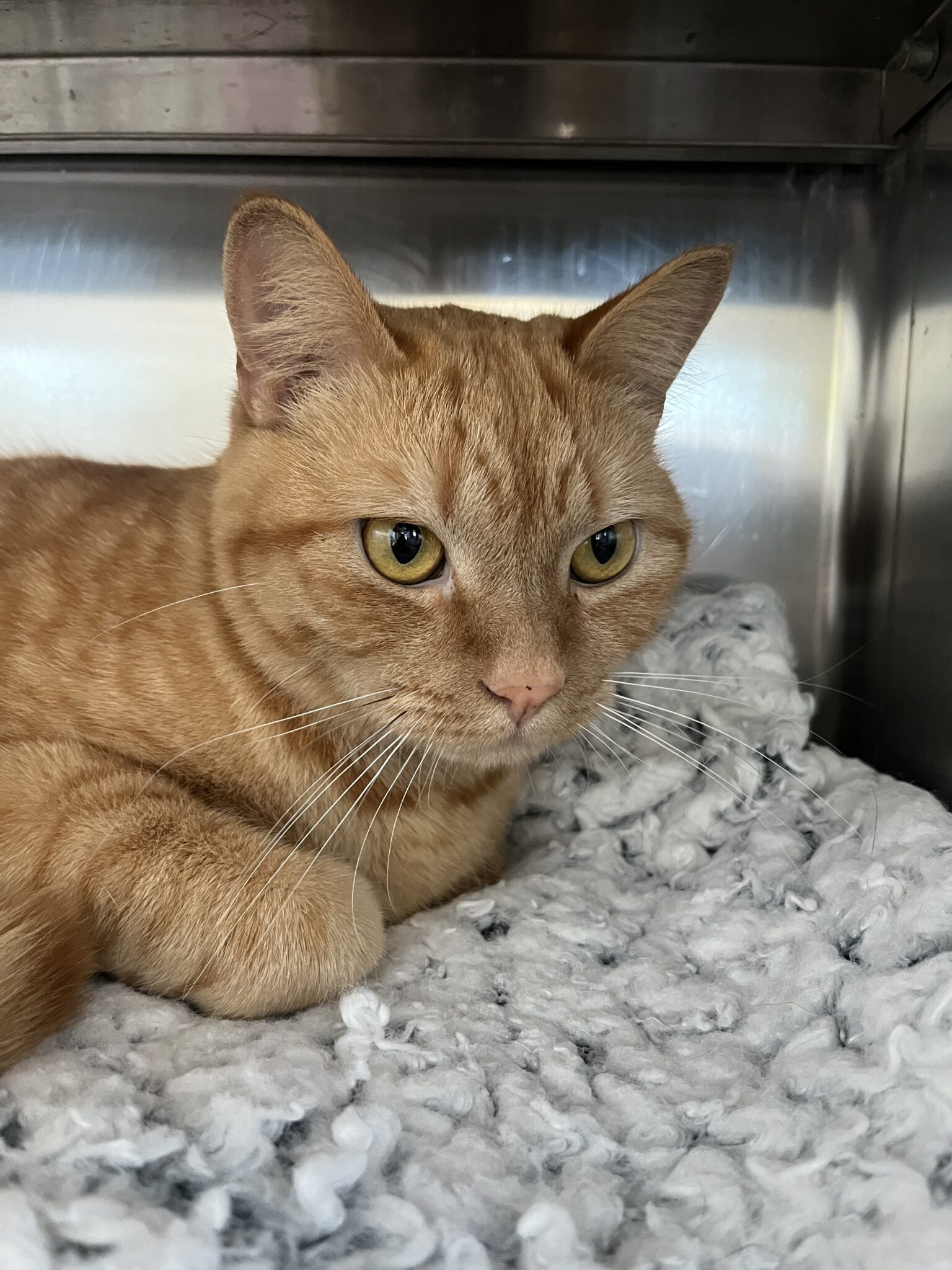 Nala – PAWS of Coronado